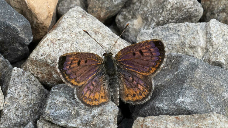 Bringing back the Boulder Copper Butterfly - Isaac Construction