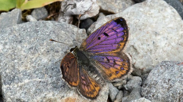Bringing back the Boulder Copper Butterfly - Isaac Construction